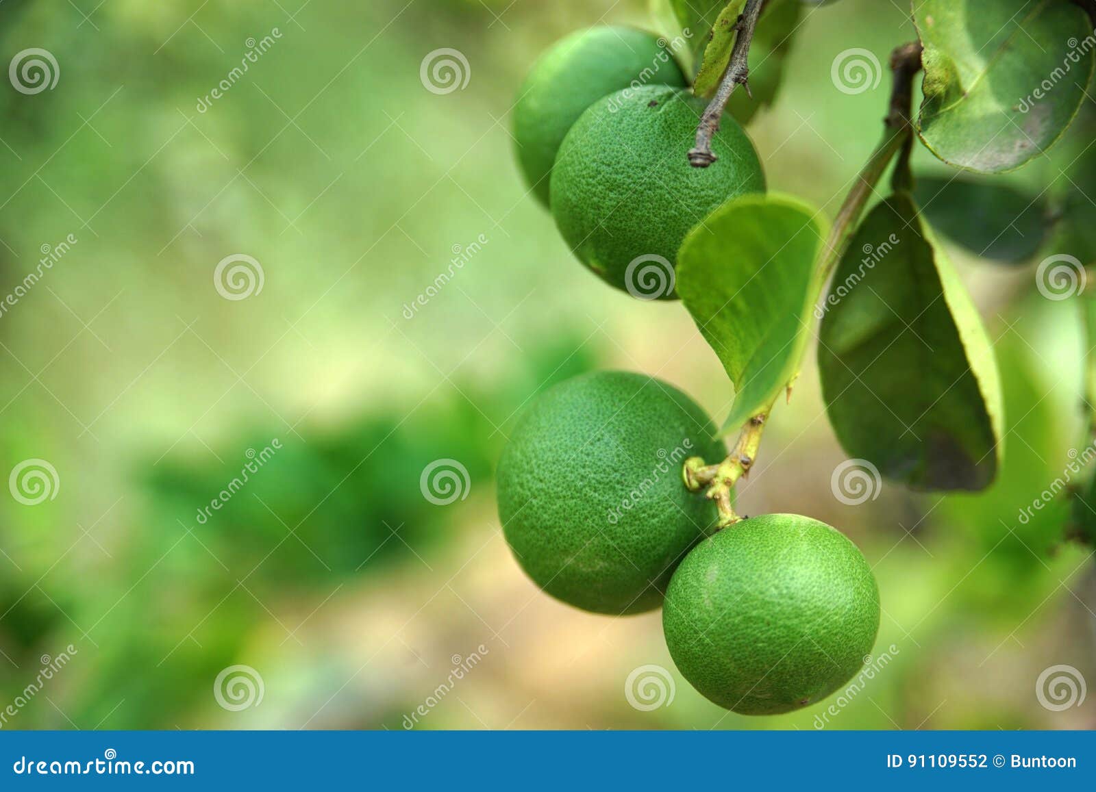 Limes Hanging on the Lime Tree Stock Photo - Image of grove, orchard ...
