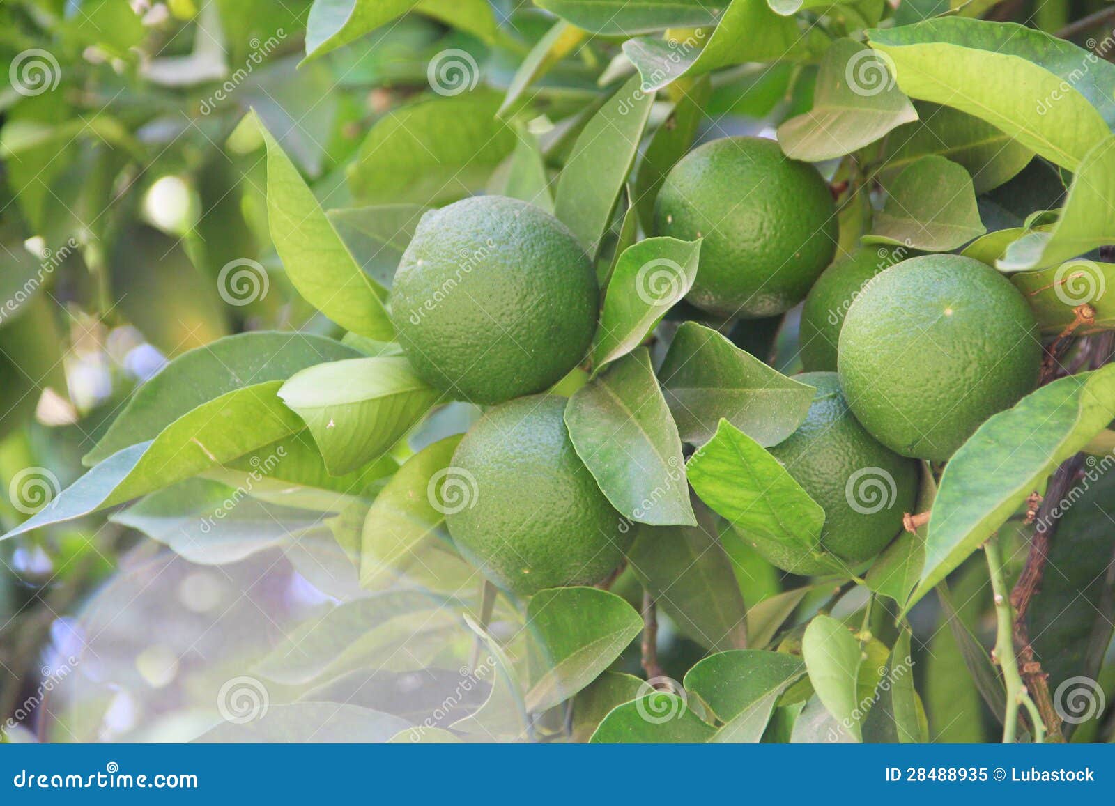 Limes on tree stock image. Image of lime, freshness, hang - 28488935