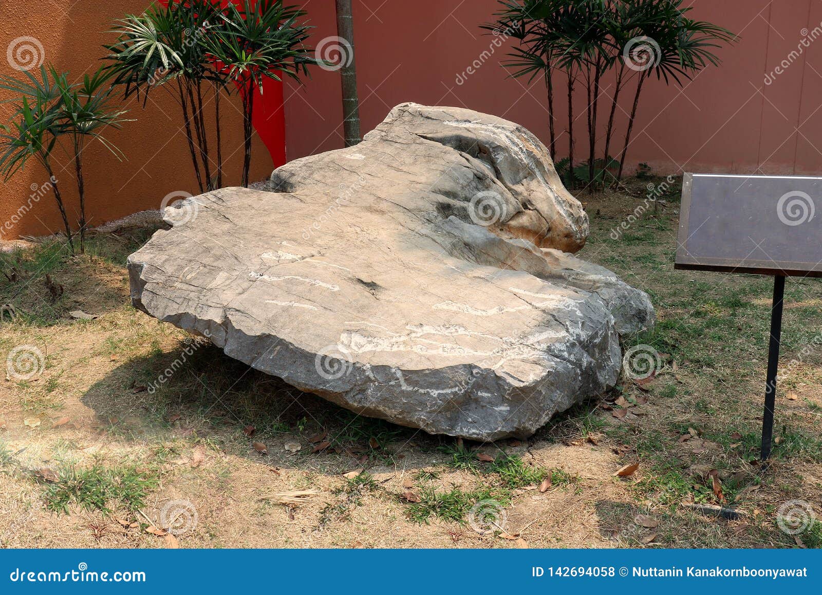 Limestone: is a Carbonate Sedimentary Rock on Ground Field Stock Photo ...
