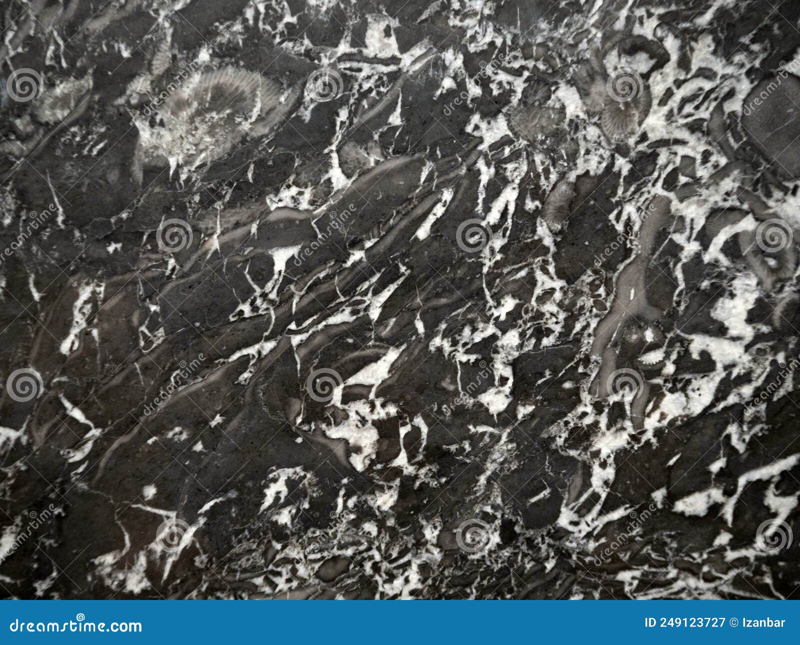 Limestone Conglomerate Cutted Stone Detail Stock Image - Image of color ...