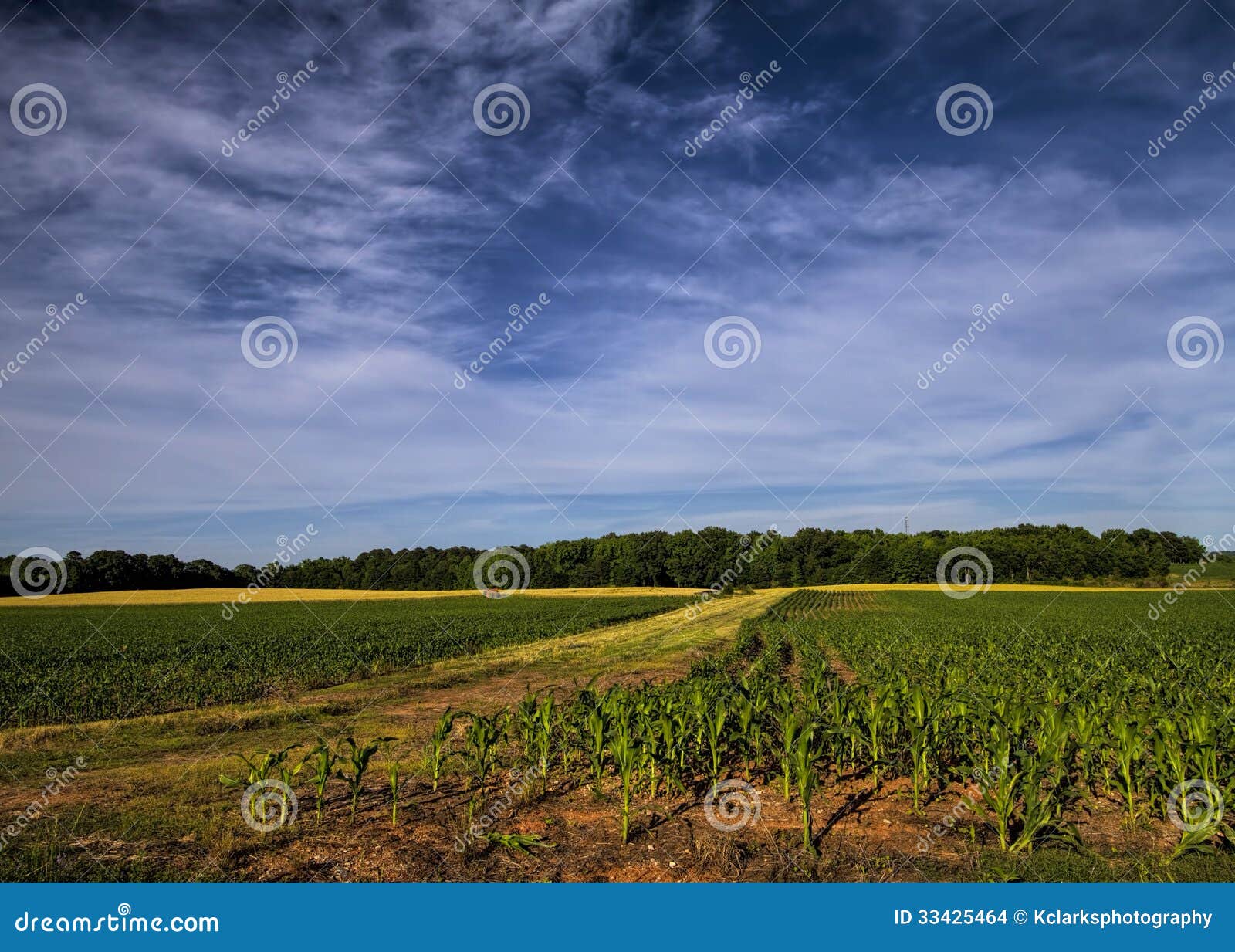 Limestone County Alabama Corn Fields Stock Photo - Image of clouds ...
