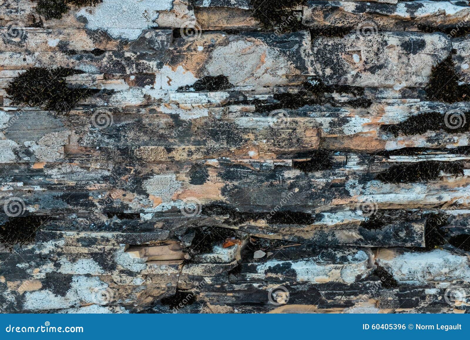 Limestone and Dolostone Texture Stock Photo - Image of lichen, detail ...
