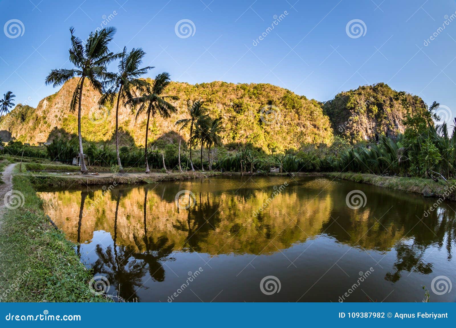 Limestone Forest in South Sulawesi Indonesia Stock Photo - Image of ...