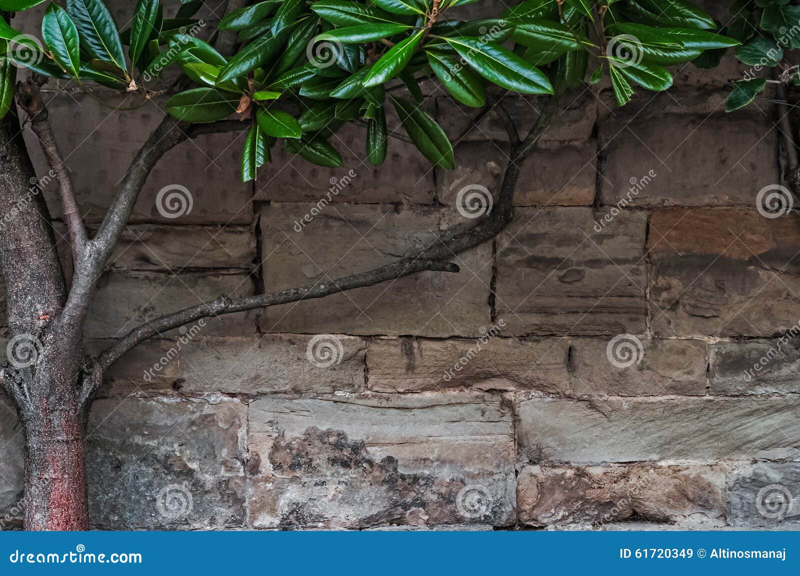 Limestone Medieval Wall of Stone Blocks Texture Background Surface Tree ...