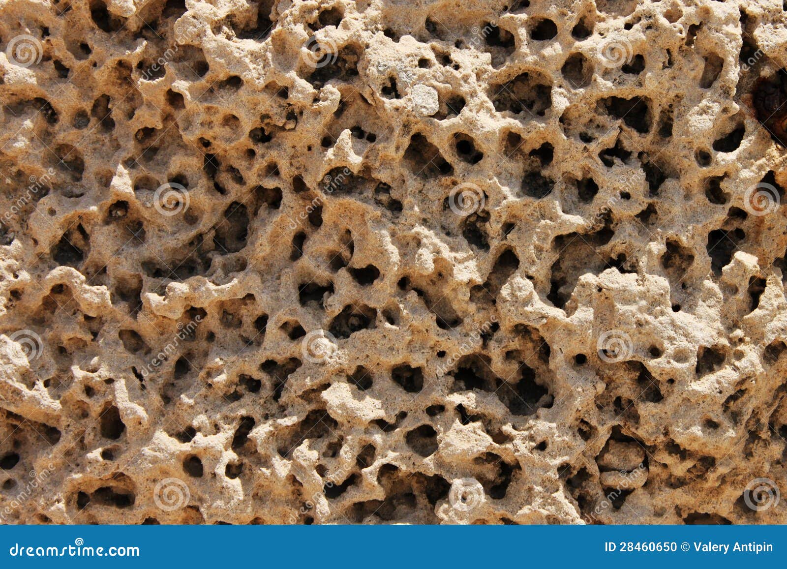 Limestone pattern stock photo. Image of ancient, perforation - 28460650