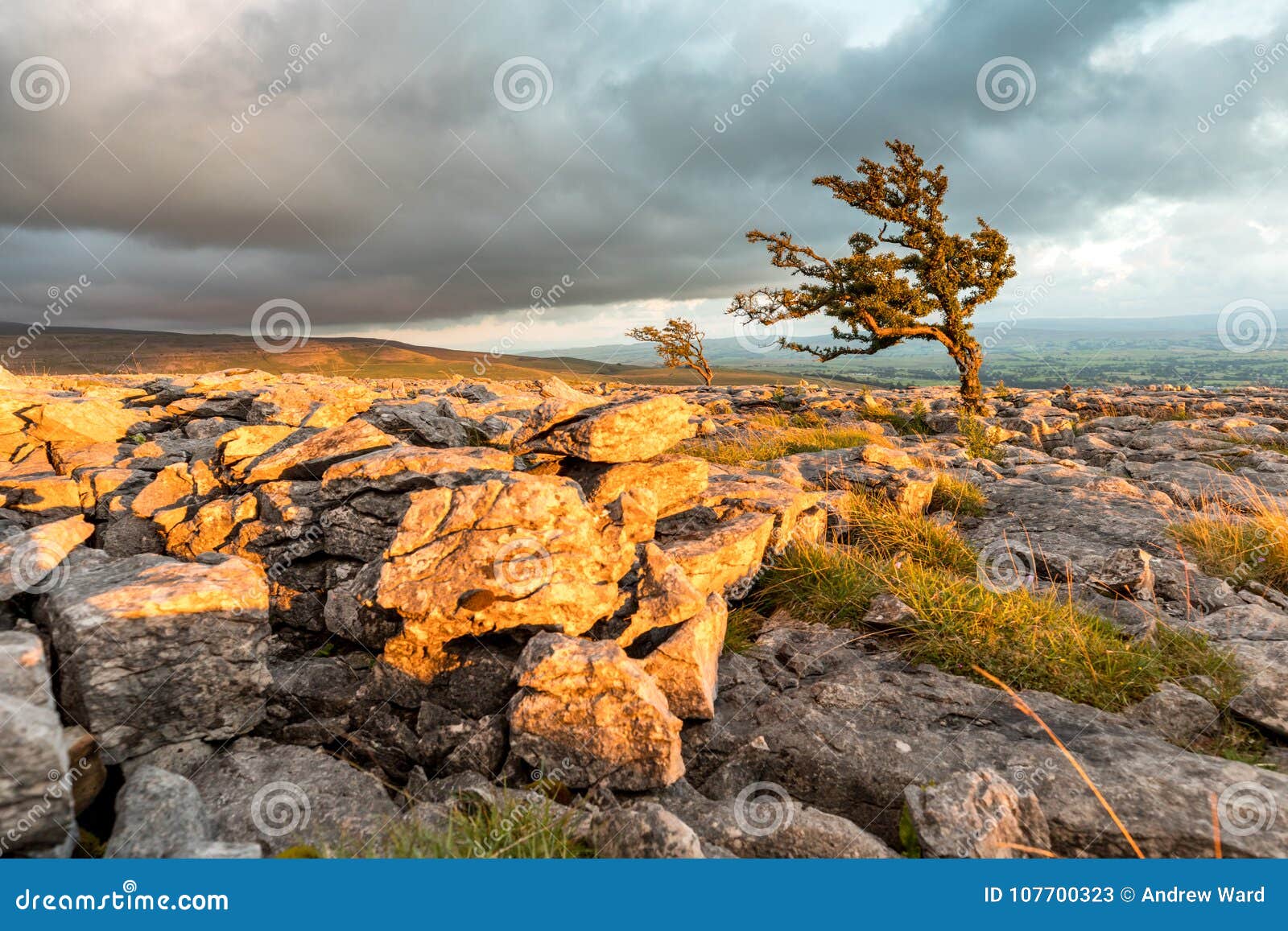 Limestone Pavement, Yorkshire Dales, UK Stock Image - Image of dales ...
