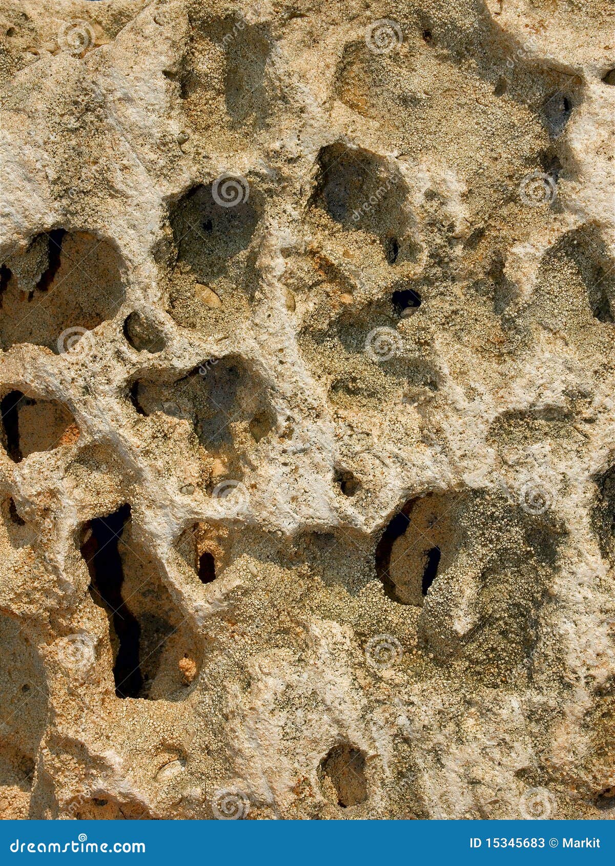 Limestone Relief with Shells Stock Image - Image of close, paleontology ...