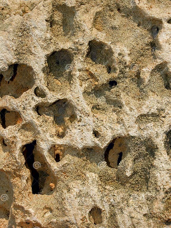 Limestone Relief with Shells Stock Image - Image of close, paleontology ...