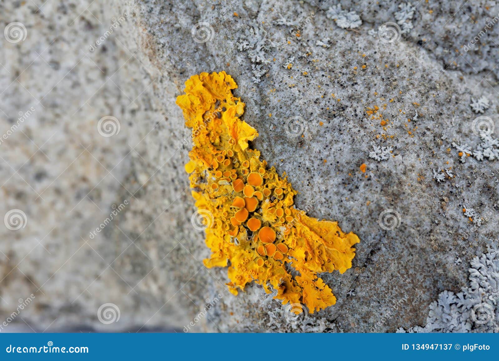 Limestone Rock Colonized in Part by Lichen Stock Image - Image of ...