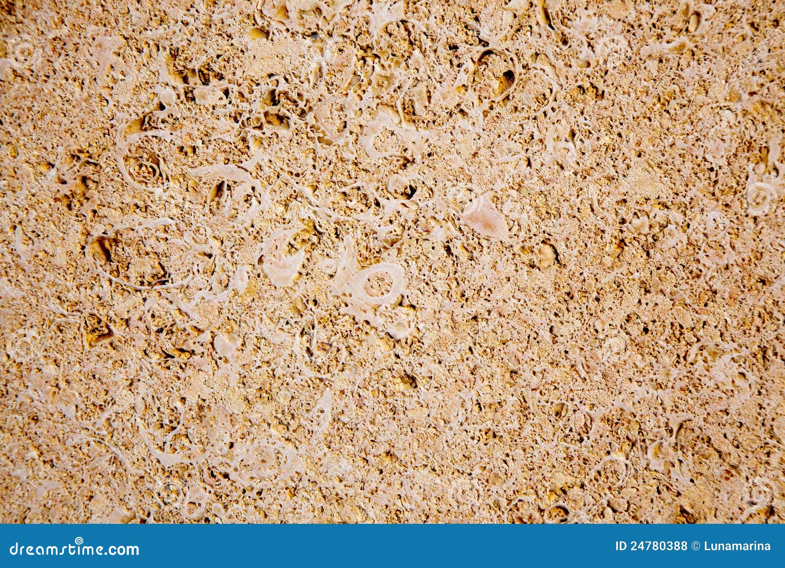 Limestone Sandstone Texture with Animal Shells Stock Photo - Image of ...