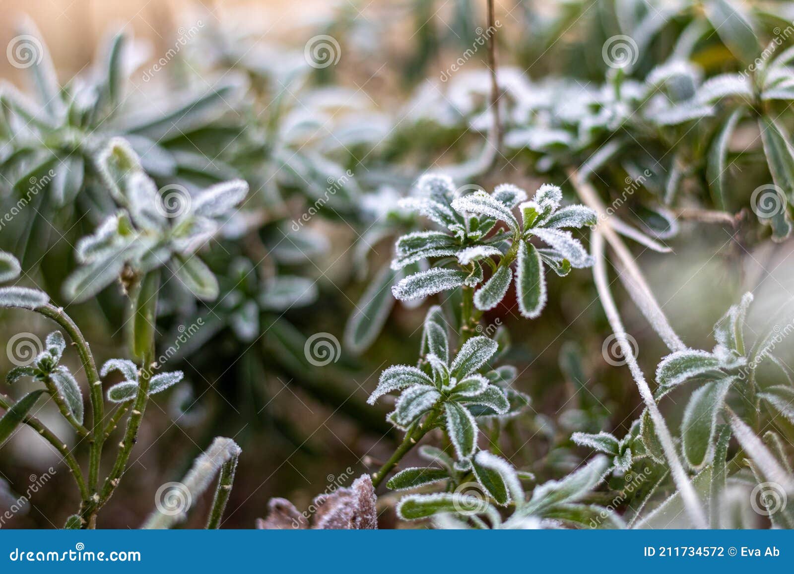The First Snow in the Limestone Saxifrage. Close Up Stock Photo - Image ...