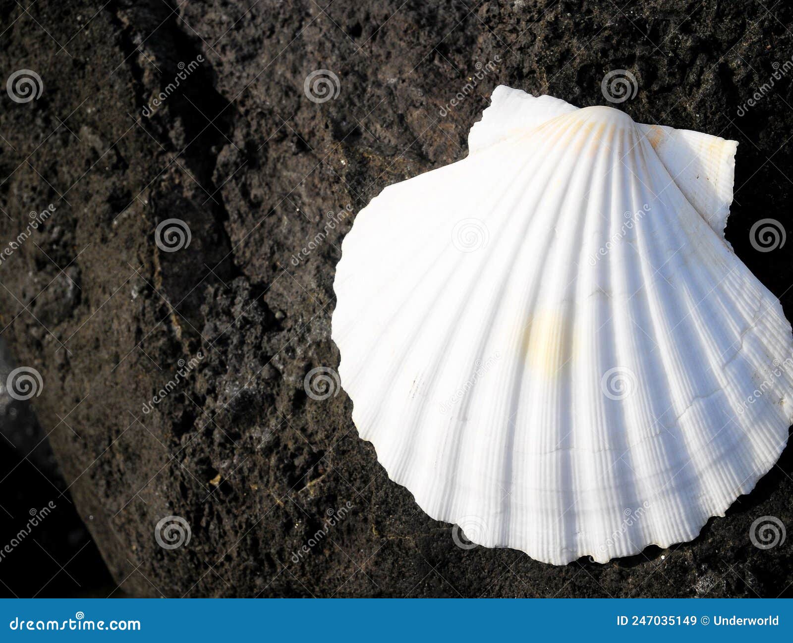 Limestone Sea Shell stock image. Image of seashell, sunlight - 247035149