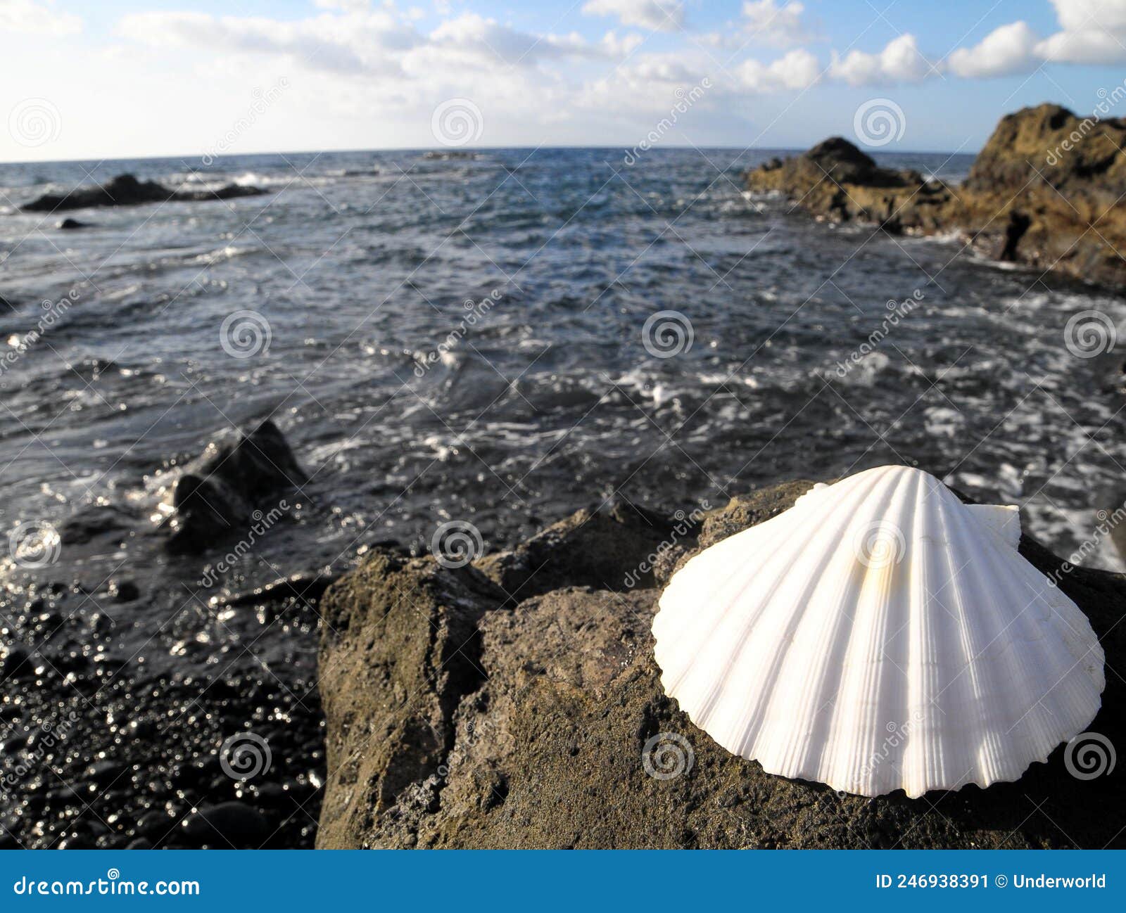 Limestone Sea Shell stock image. Image of surf, coast - 246938391
