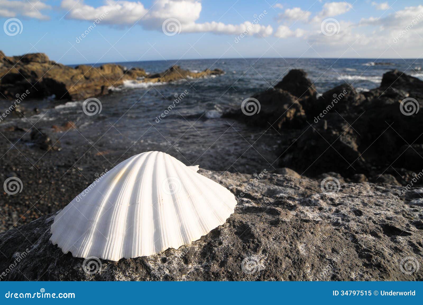 Limestone Sea Shell stock image. Image of design, nautilus - 34797515