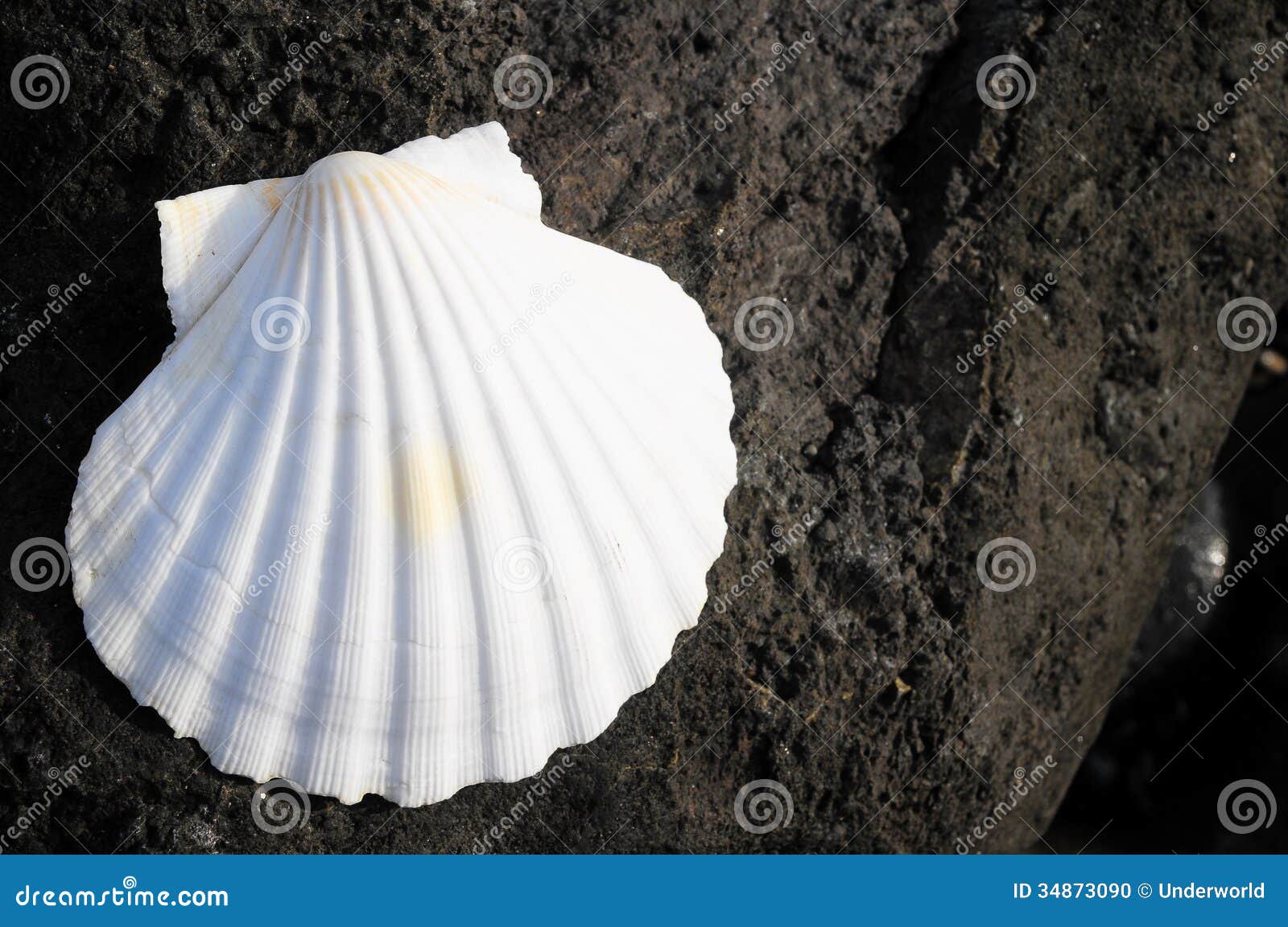 Limestone Sea Shell stock photo. Image of background - 34873090