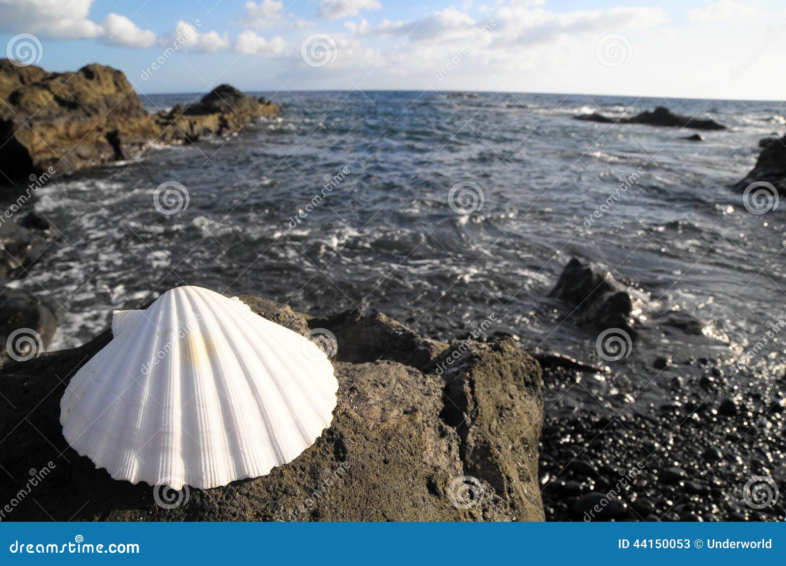 Limestone Sea Shell stock image. Image of tide, water - 44150053