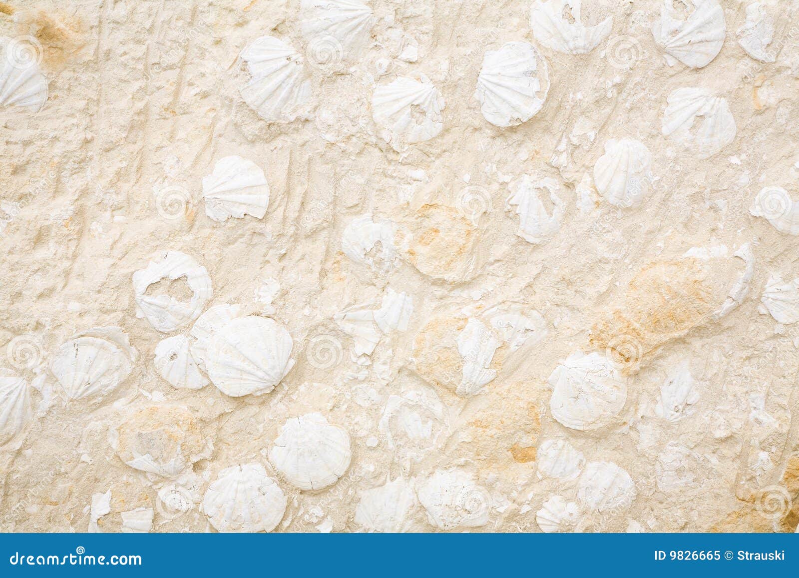 Limestone with Shells. stock image. Image of rough, shell - 9826665