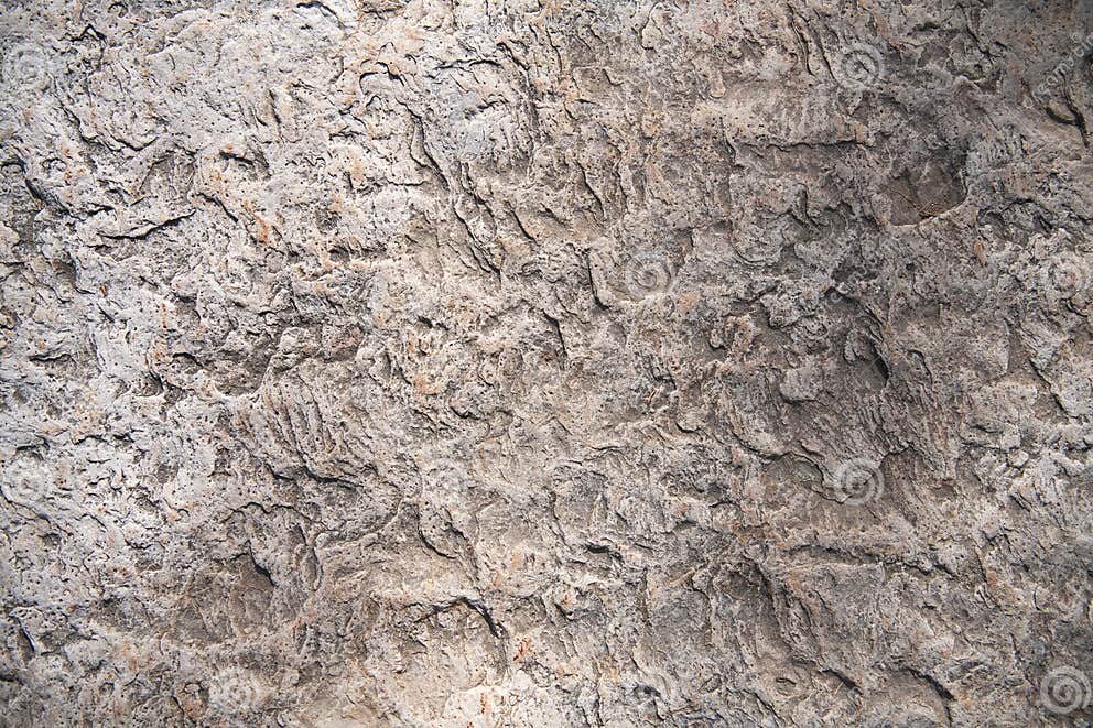 Limestone Slab with Shell Marks. Shell Rock Texture Stock Photo - Image ...