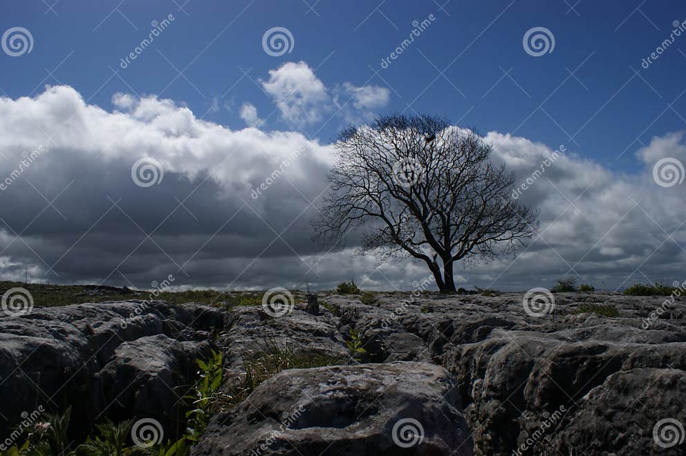 Limestone Tree Landscape stock photo. Image of andy, malham - 56356332