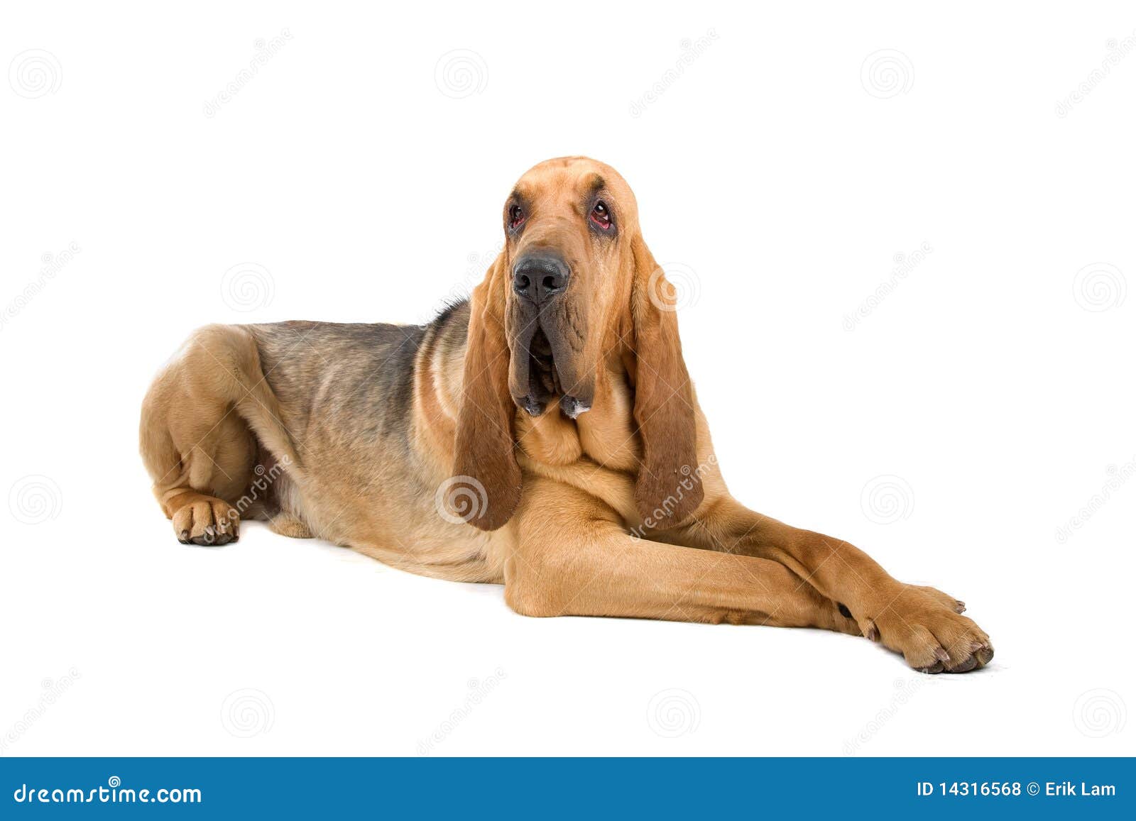 Limier photo stock. Image du hubert, isolement, purebred - 14316568