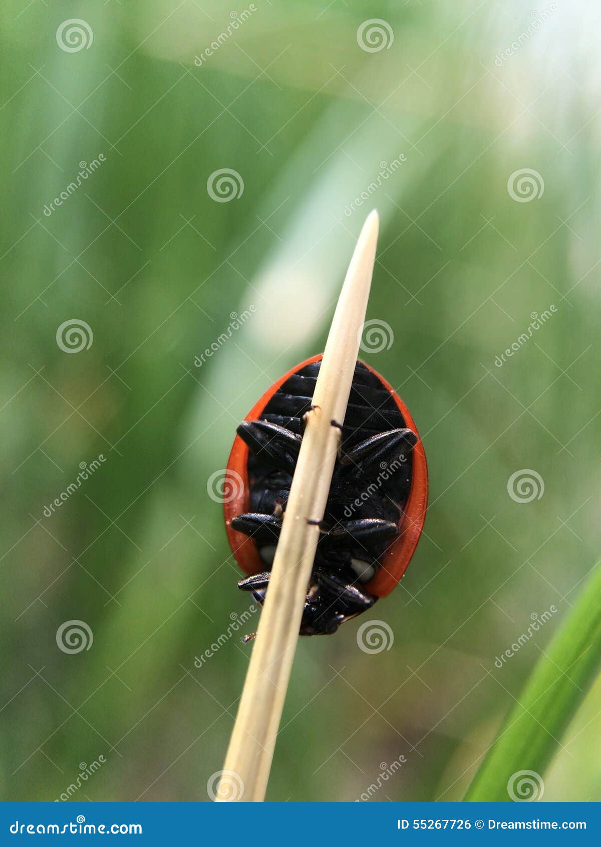 Limits of a Lady Bug stock photo. Image of limits, underside - 55267726