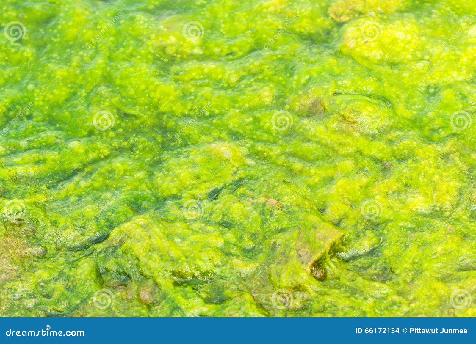 Limo Verde De Algas En El Lago Foto de archivo - Imagen de sucio ...