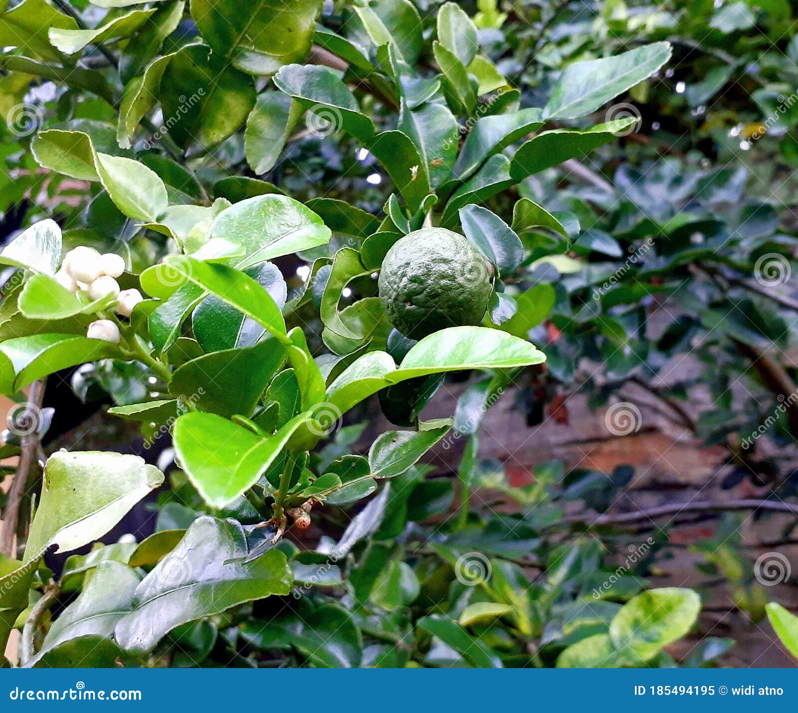 The Limo Yan Plant Has a Distinctive Aroma Stock Image - Image of ...