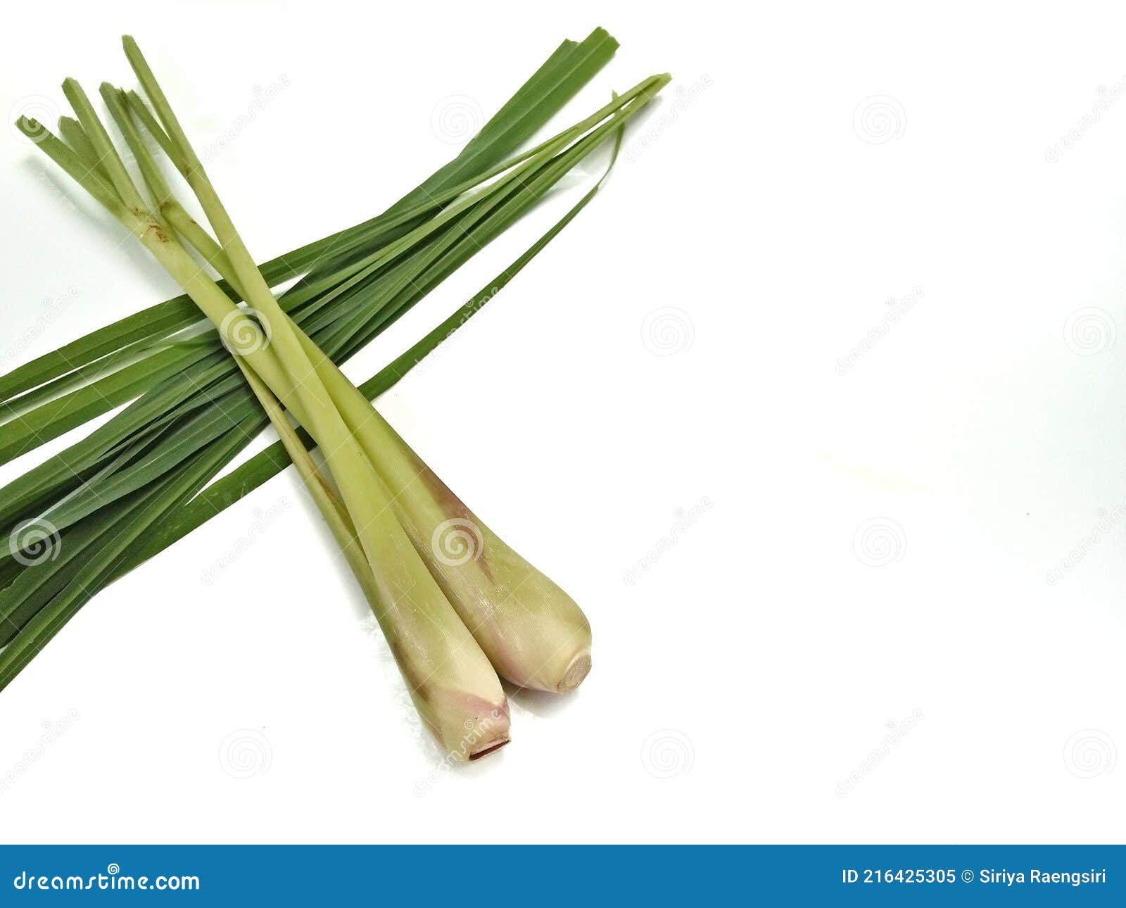 Limoncillo Sobre Fondo Blanco Imagen de archivo - Imagen de flor ...