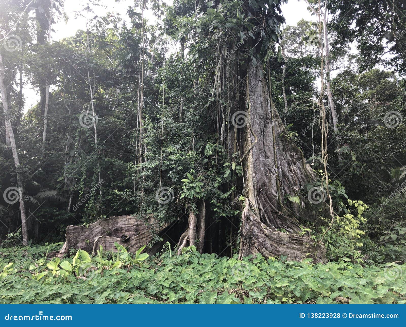 Limoncocha Native Tree Stock Photography | CartoonDealer.com #138223928