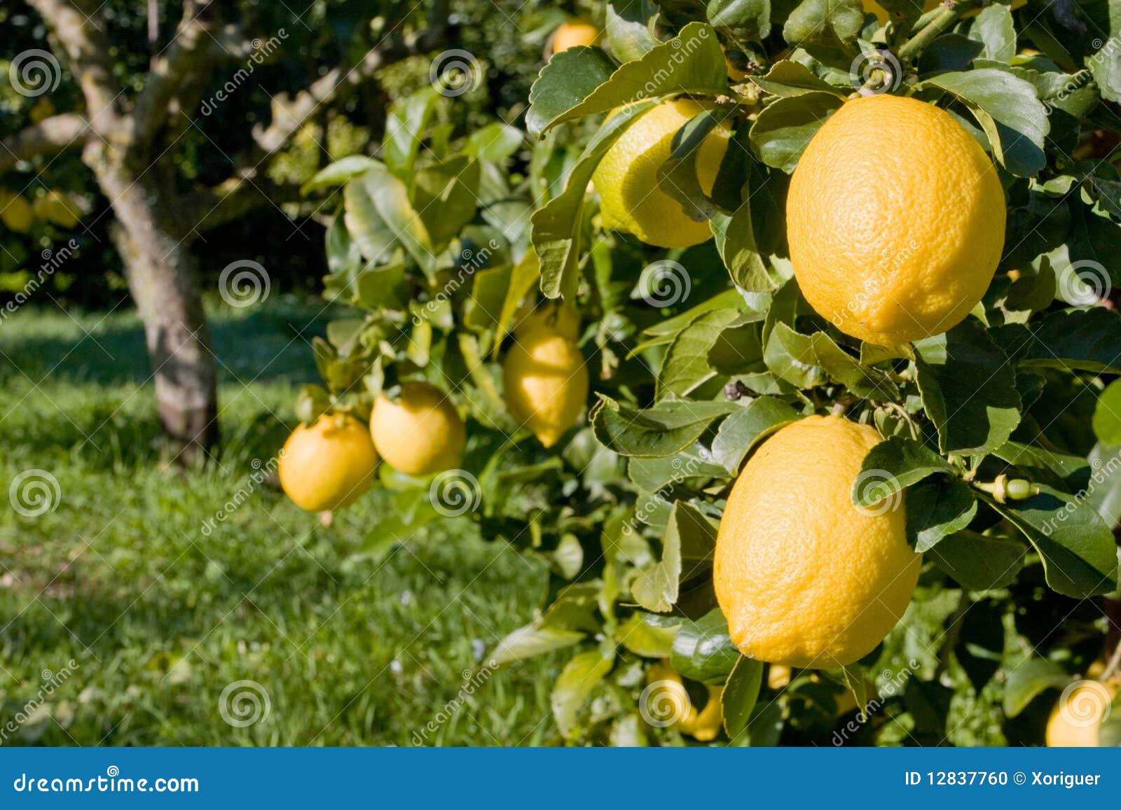 Limone fotografia stock. Immagine di agrume, sugoso, mazzo - 12837760