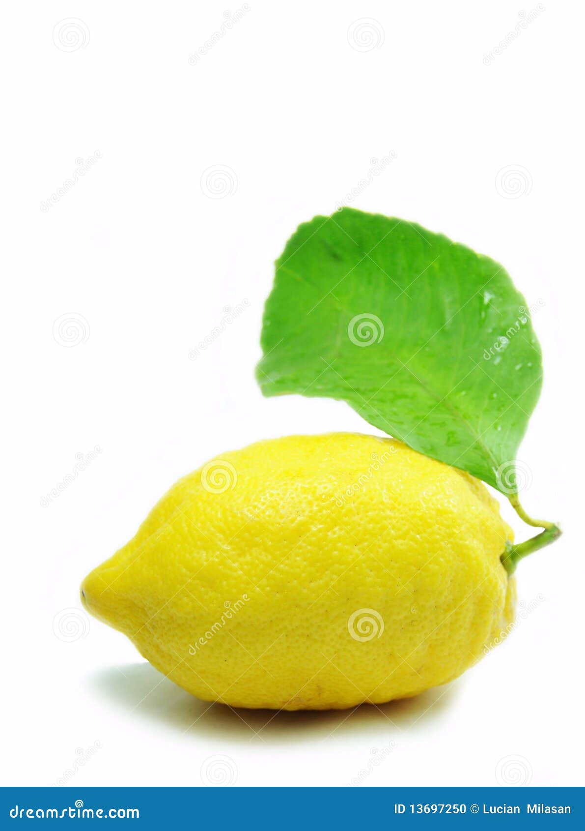 Limone (2) fotografia stock. Immagine di foglio, sano - 13697250