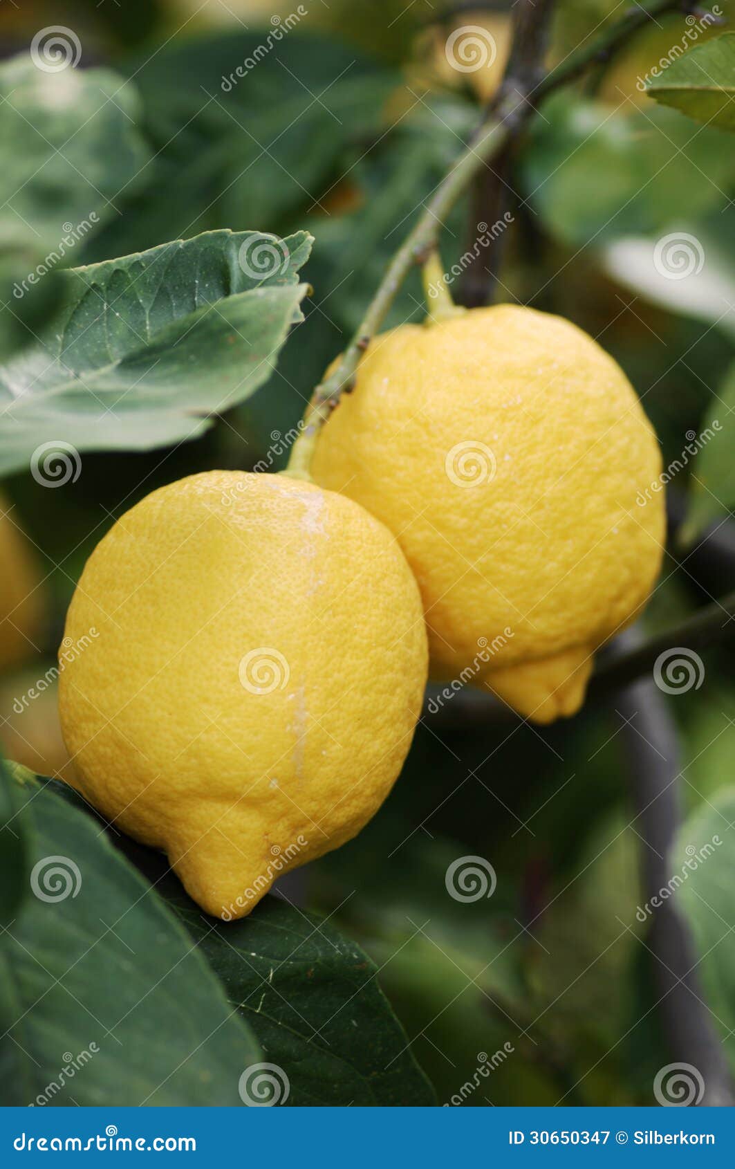 Limone con i frutti immagine stock. Immagine di agricoltura - 30650347