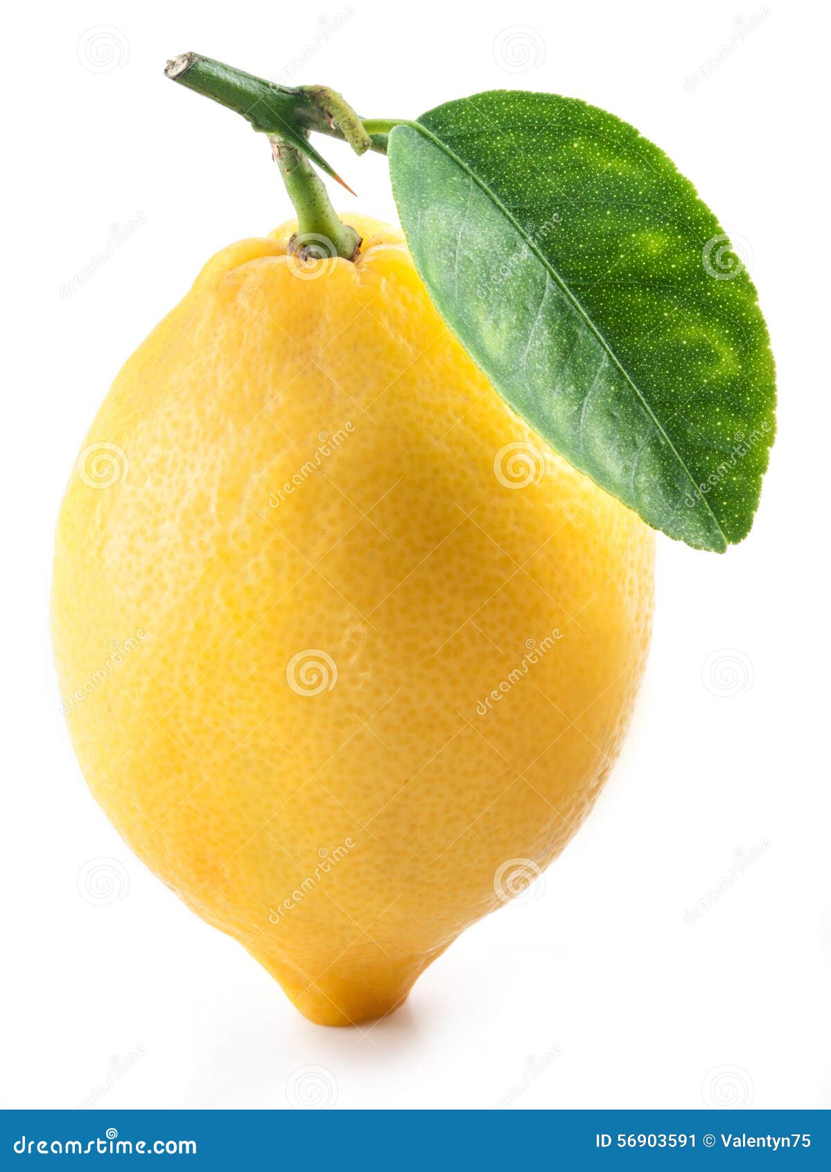 Limone con la foglia immagine stock. Immagine di maturo - 56903591