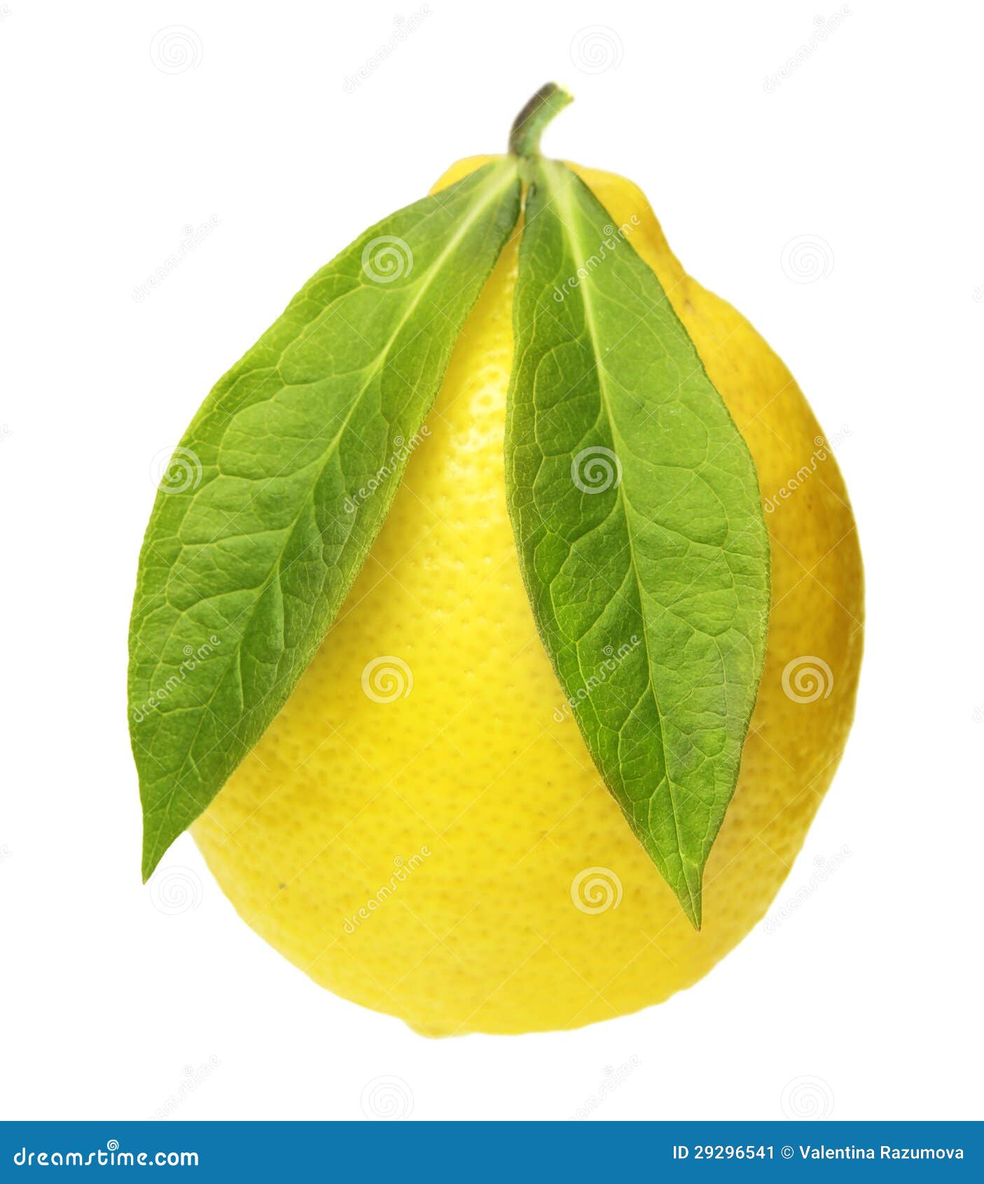 Limone con la foglia verde immagine stock. Immagine di limone - 29296541