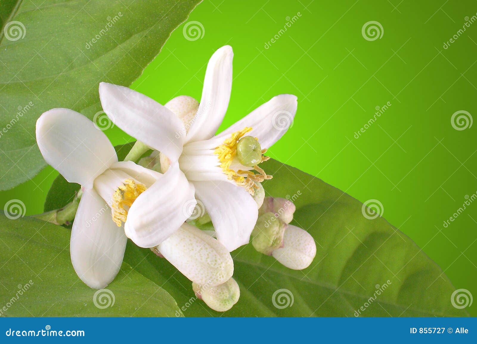 Limone di fioritura immagine stock. Immagine di balbuzie - 855727