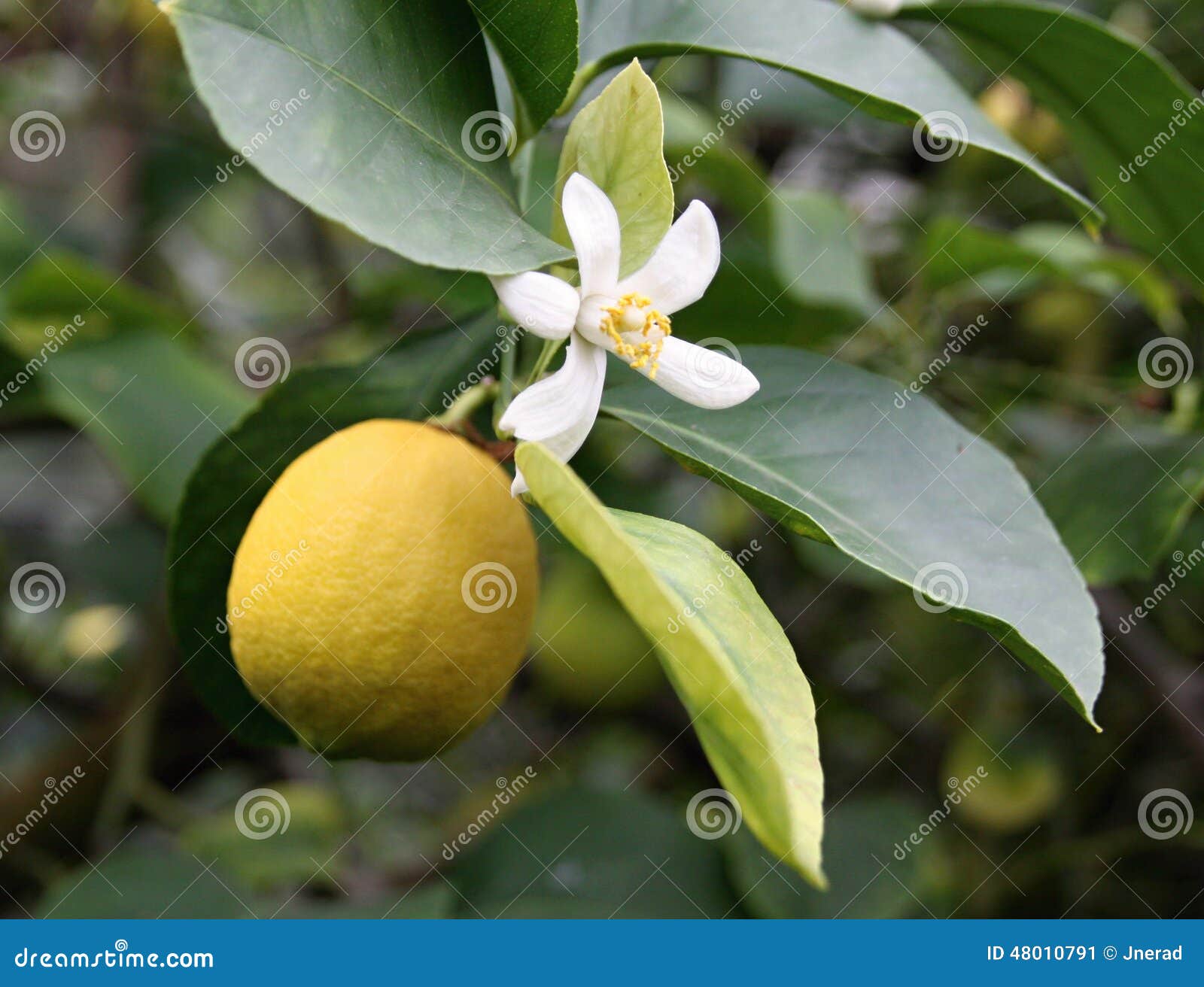 Limone Giallo Maturo Con Il Fiore Immagine Stock - Immagine di ...