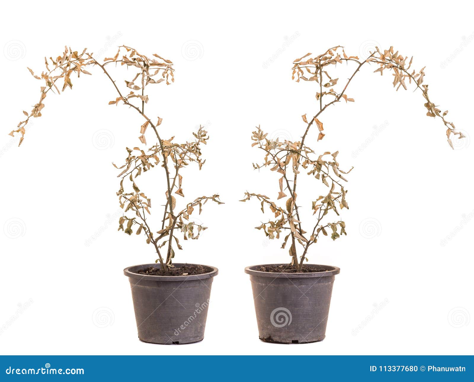 Limone O Pianta Morto Di Brown in Conservato in Vaso Fotografia Stock ...