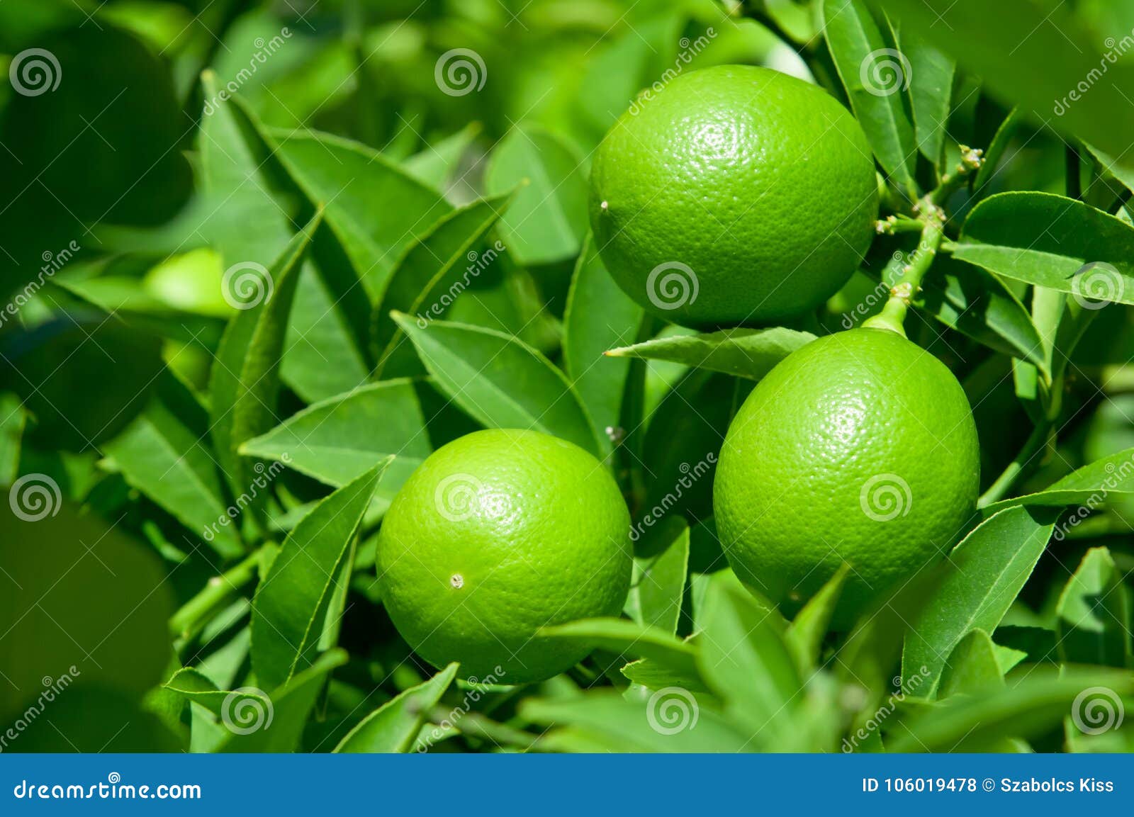 Limone Verde Sul Limone Con Le Foglie Fotografia Stock - Immagine di ...