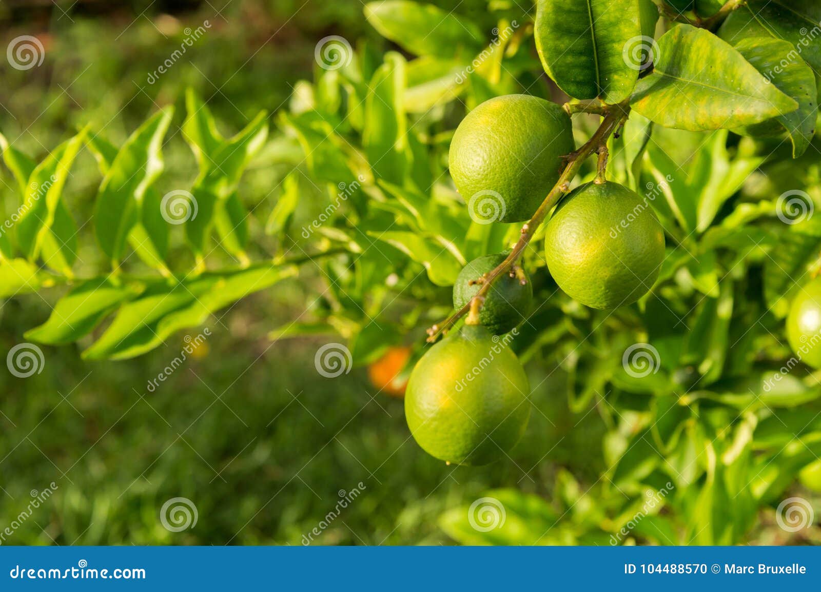 Limones verdes foto de archivo. Imagen de frescura, limones - 104488570