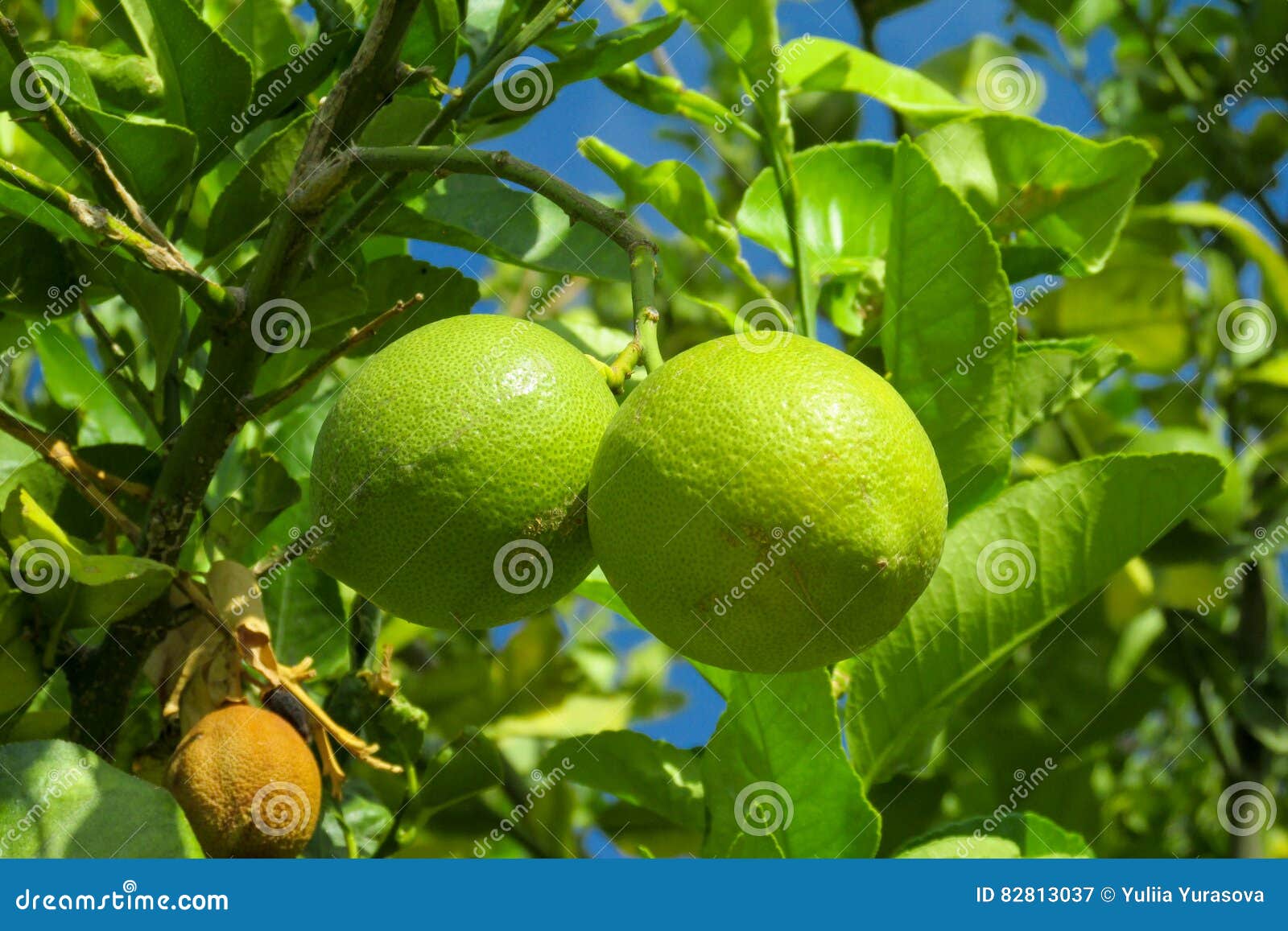 Limones verdes en el árbol imagen de archivo. Imagen de salud - 82813037