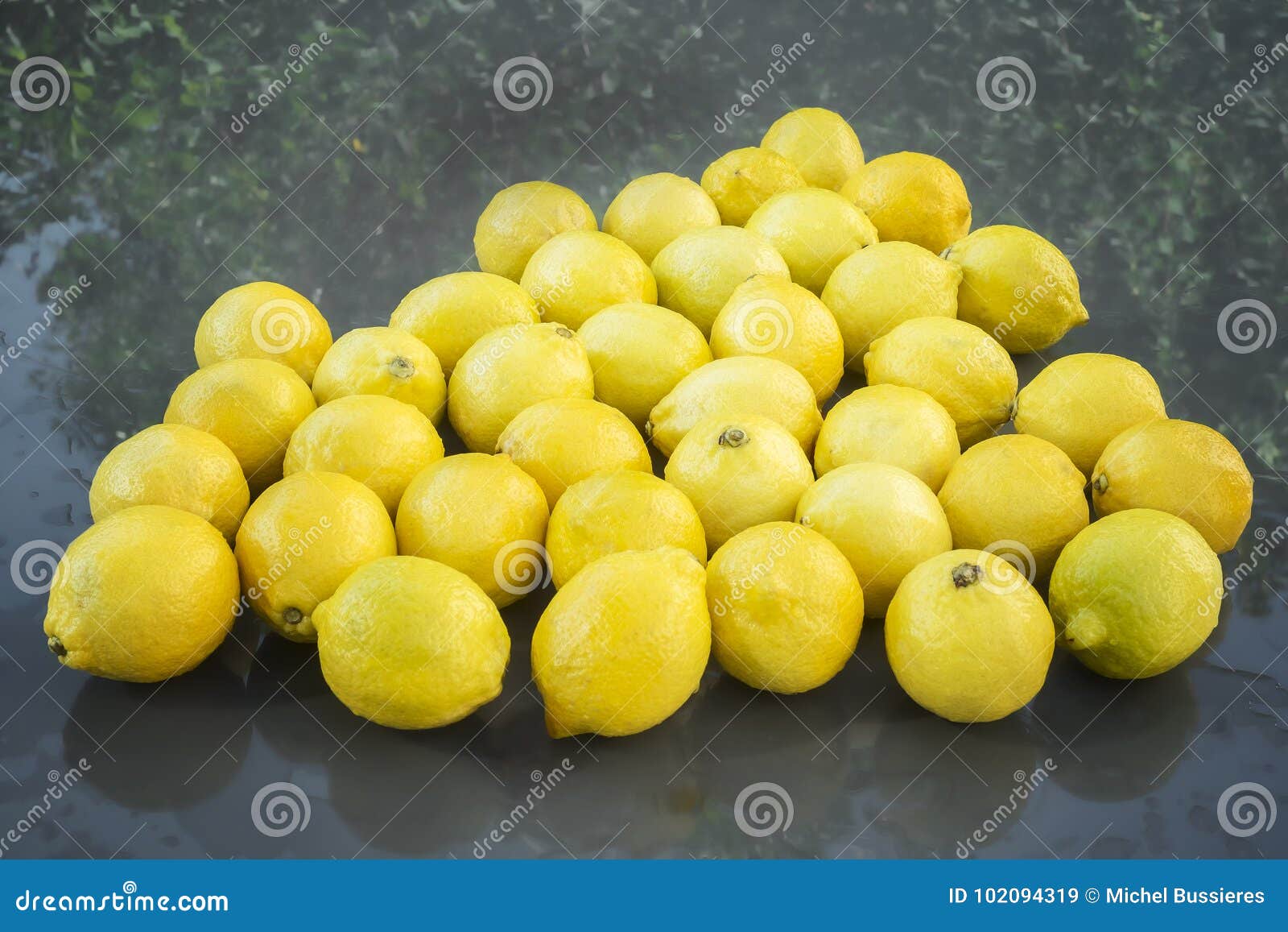Limoni immagine stock. Immagine di gruppo, alimento - 102094319