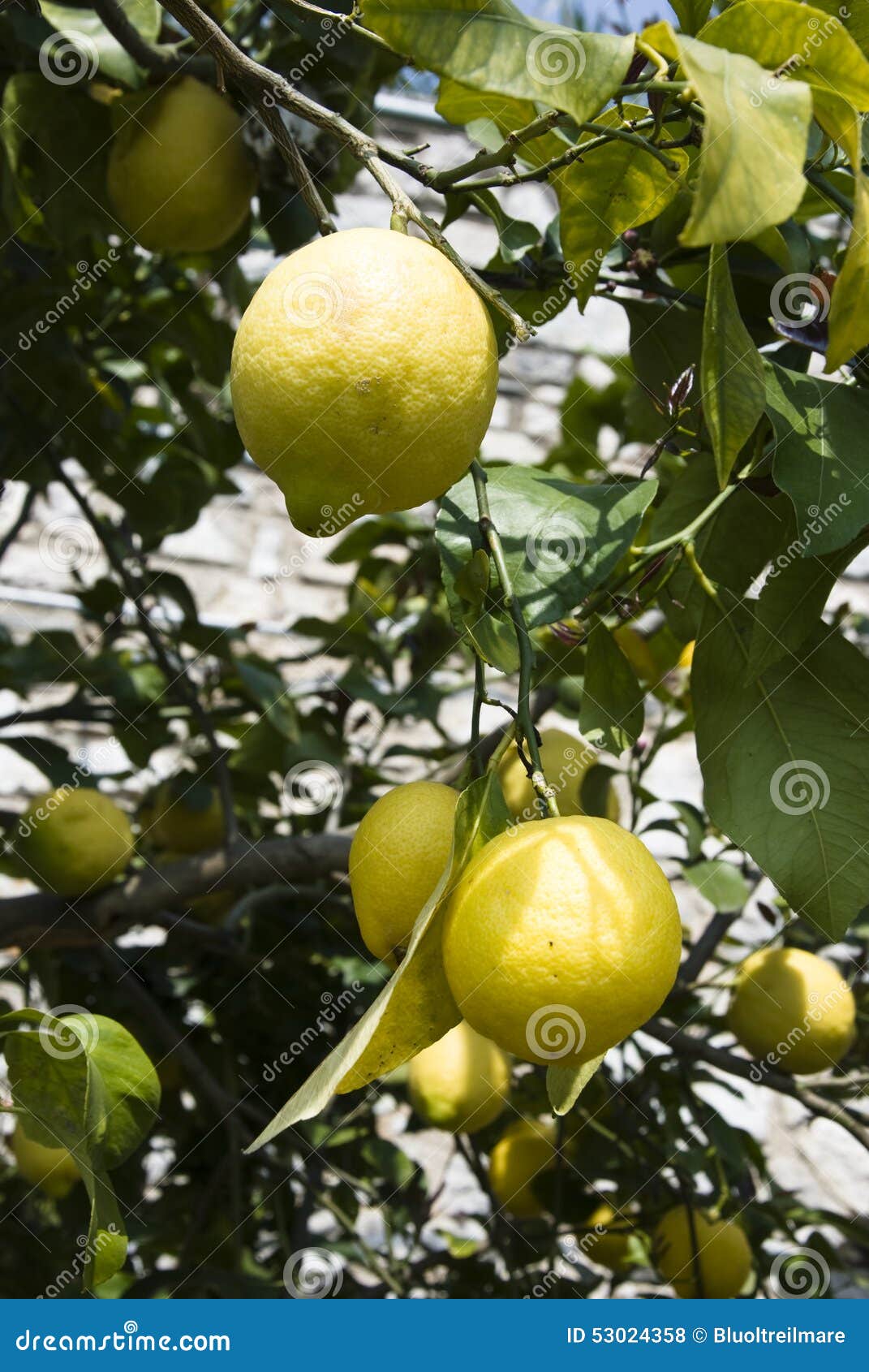Limoni Del Ramo Sull'albero Fotografia Stock - Immagine di crescere ...