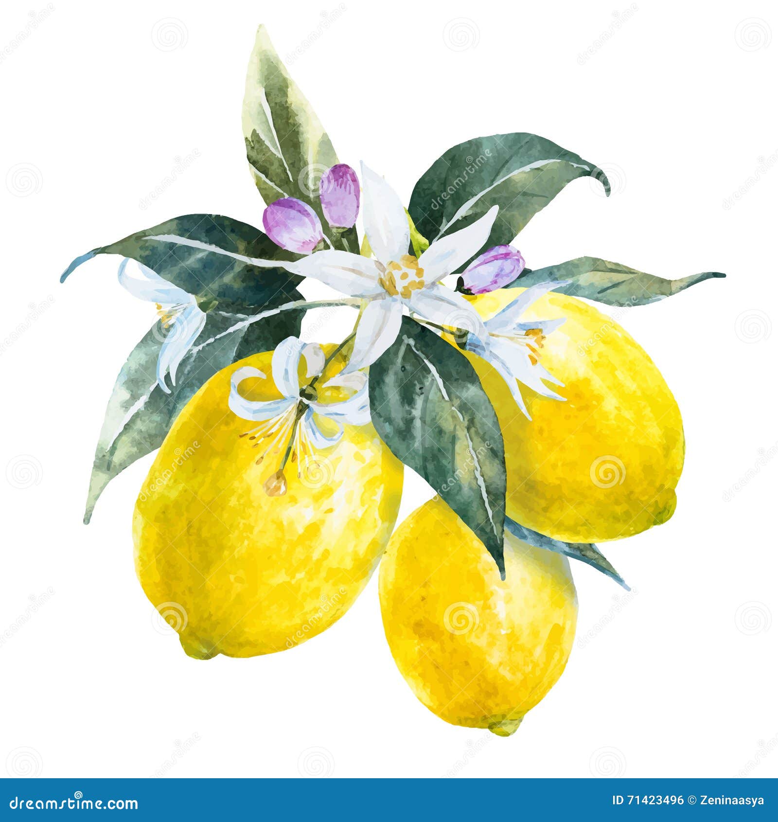 Limoni Dell'acquerello Con I Fiori Illustrazione Vettoriale ...