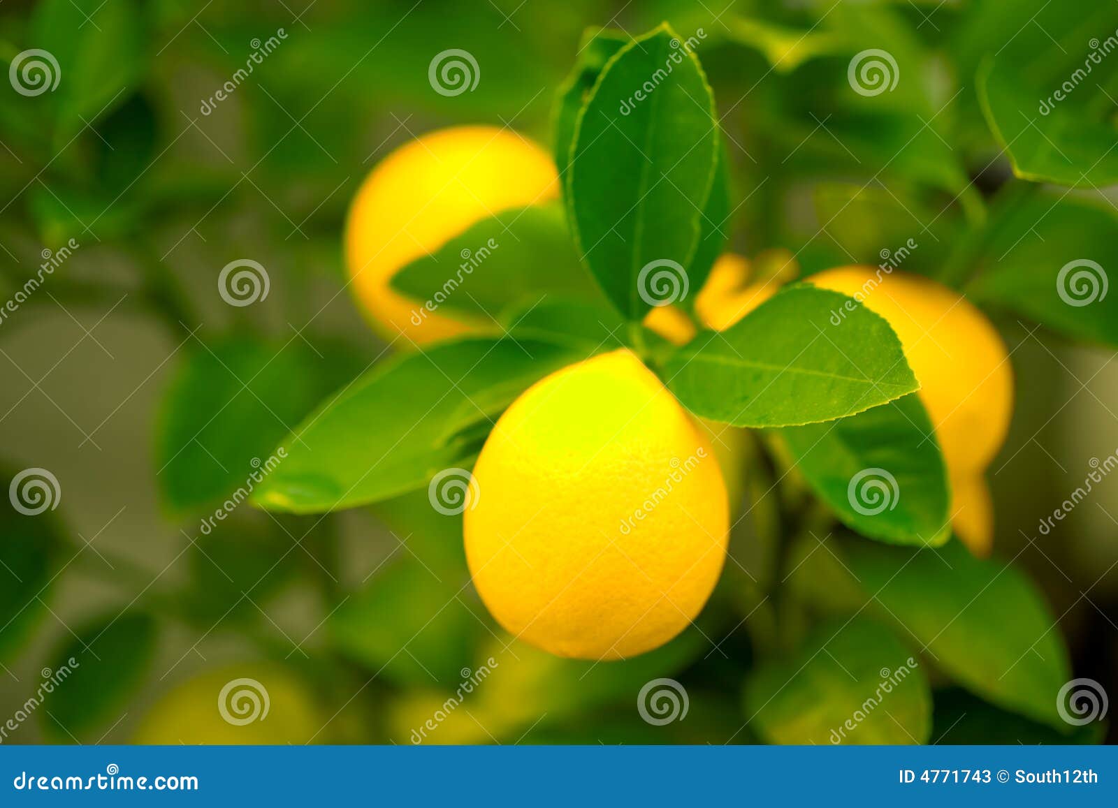 Limoni su un albero immagine stock. Immagine di ambiente - 4771743