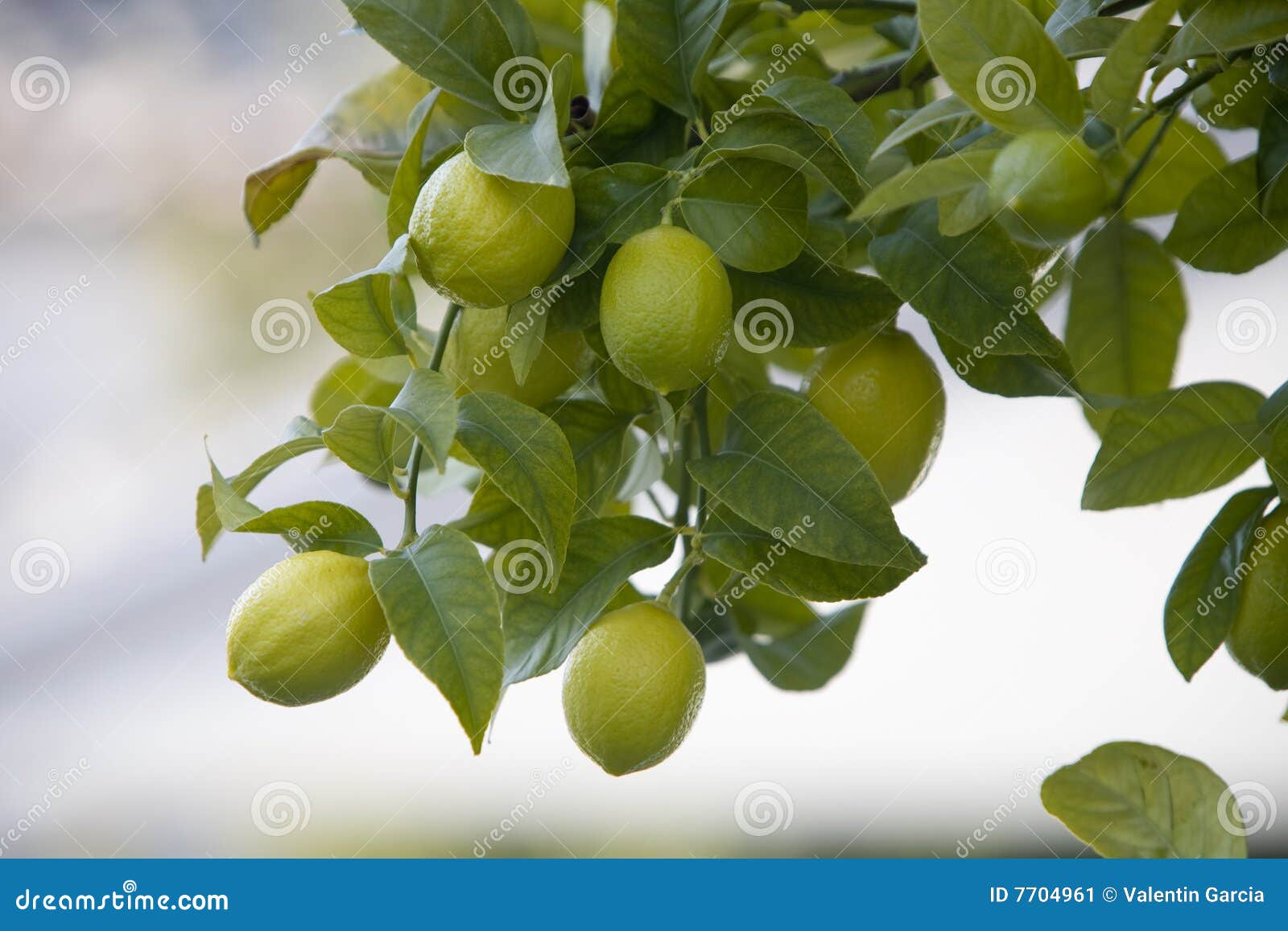 Limoni su un albero immagine stock. Immagine di fresco - 7704961