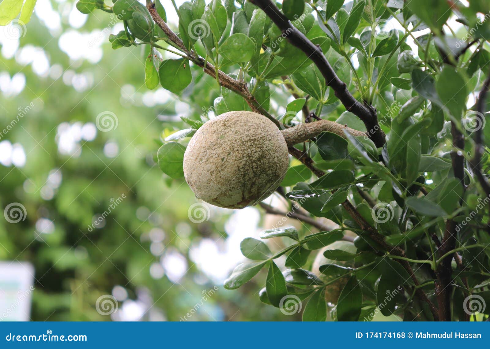 Limonia, Curd Fruit, Elephant Apple, Gelingga, Kavath, Monkey Fruit ...