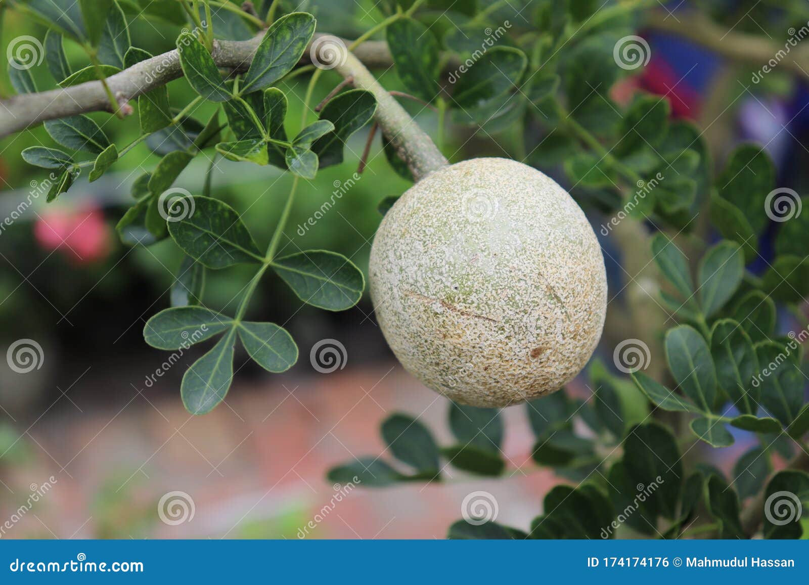 Limonia, Curd Fruit, Elephant Apple, Gelingga, Kavath, Monkey Fruit ...