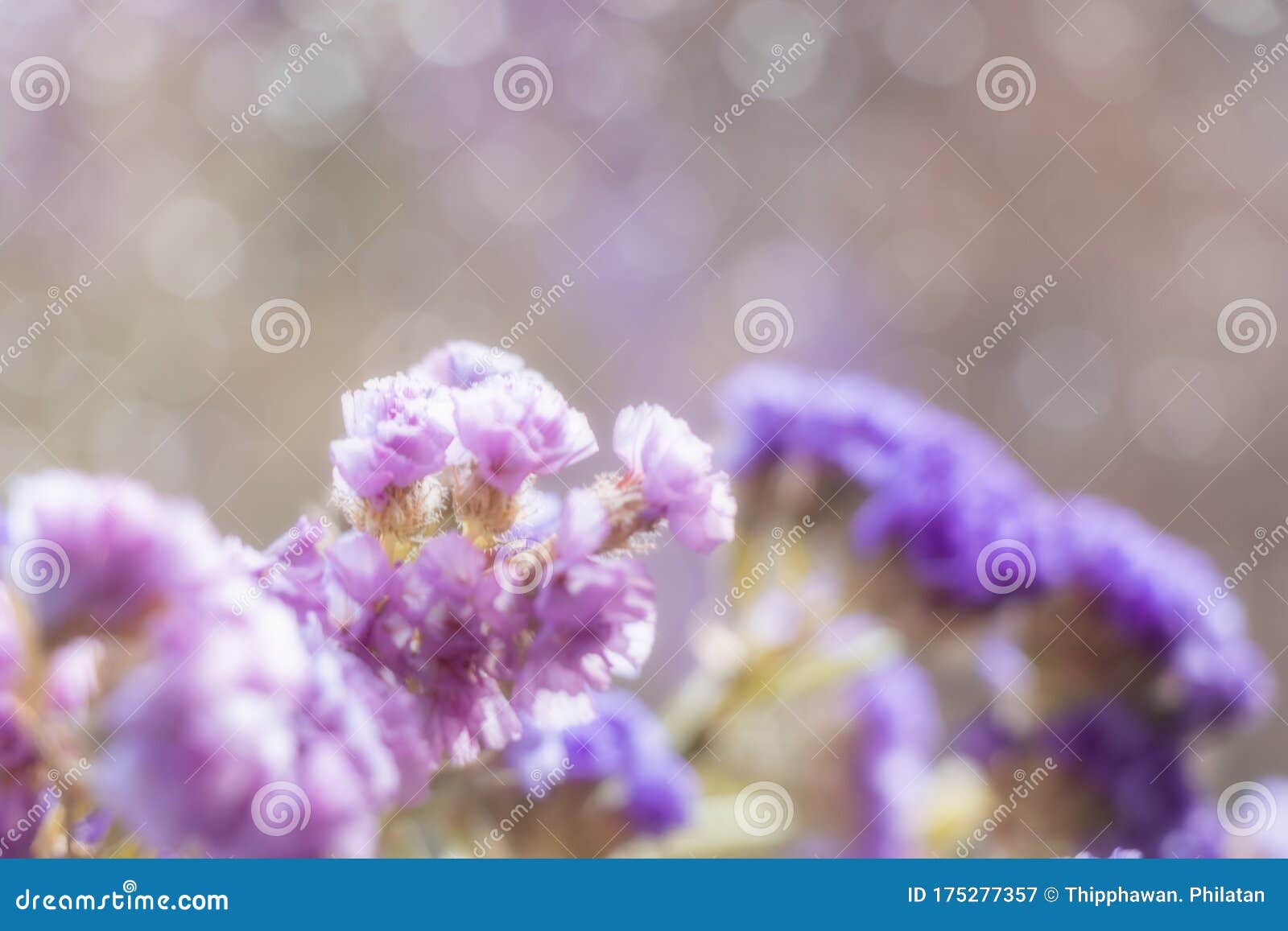 Blurred Image of Limonium Flowers with Bokeh Background. Stock Image - Image of botanical ...