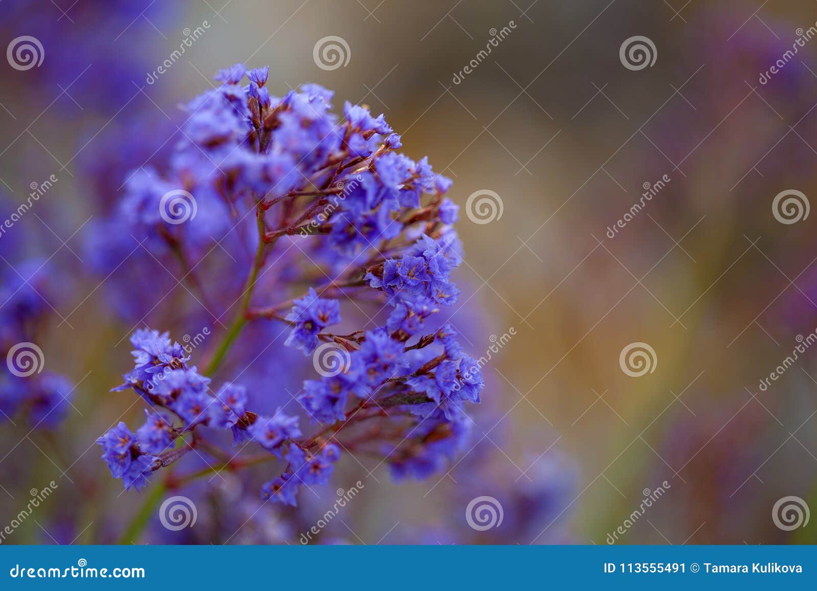 Limonium Flowers Background Stock Image - Image of beautiful, flora ...