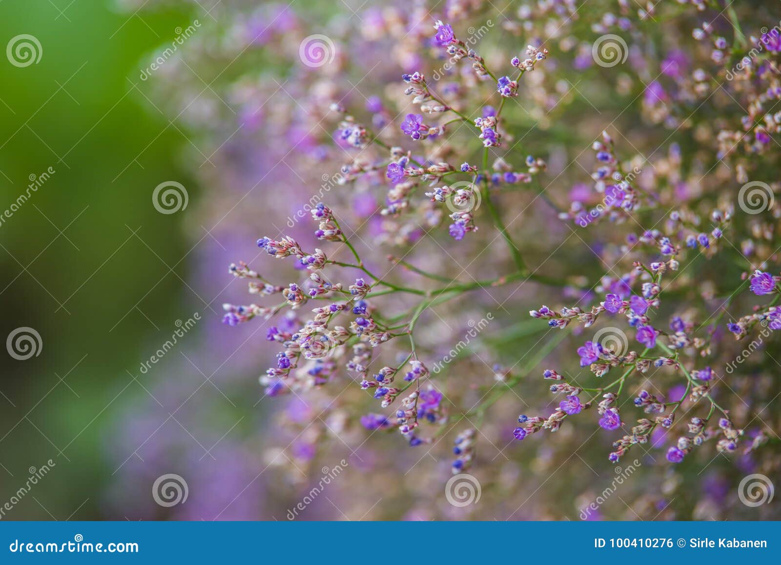 Limonium stock photo. Image of beauty, arrangement, closeup - 100410276